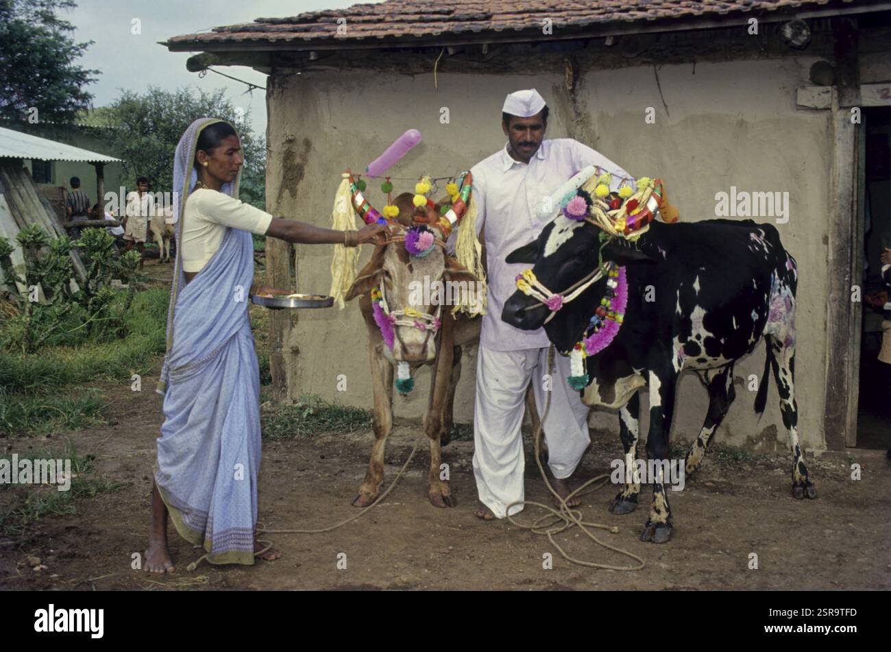 Pola bull festival maharashtra hi-res stock photography and images - Alamy