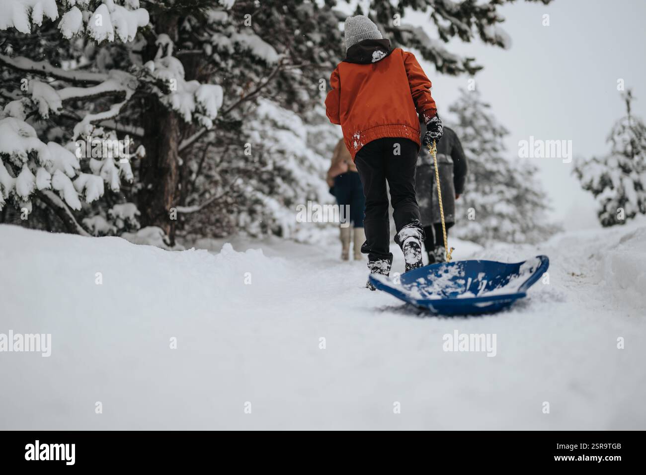 Child Pulling Blue Sled Through Snowy Path With Pines Surrounding Stock ...