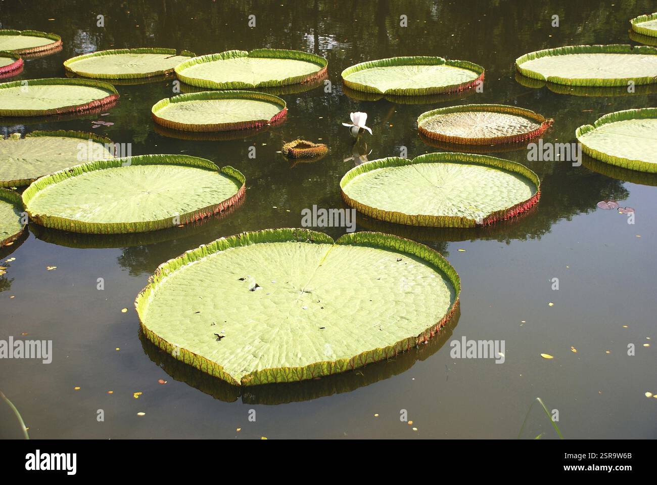 Largest Lilly leaf in botanical garden Howrah, Kolkata, West Bengal ...