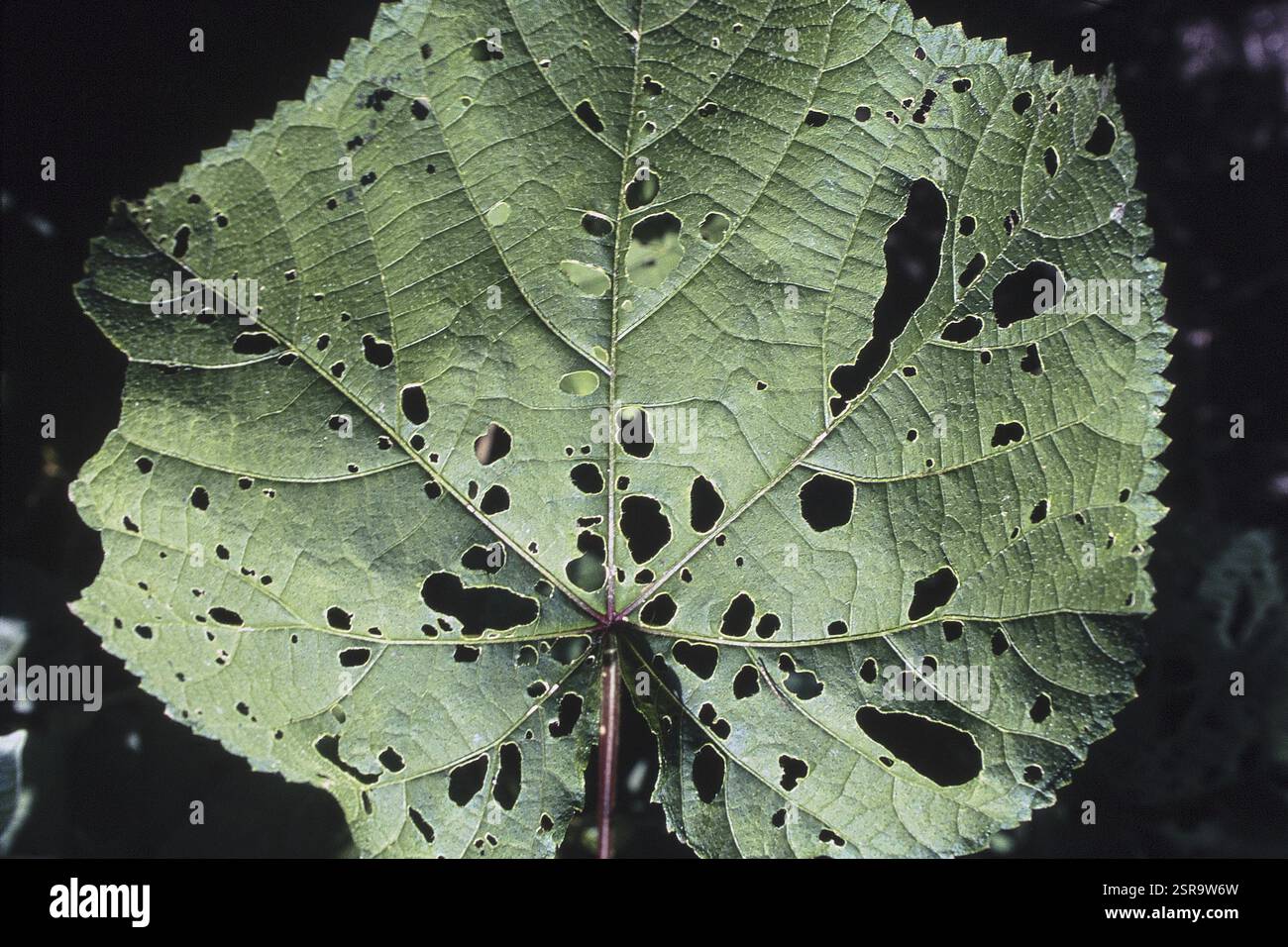 Leaf nibble worm insects hi-res stock photography and images - Alamy