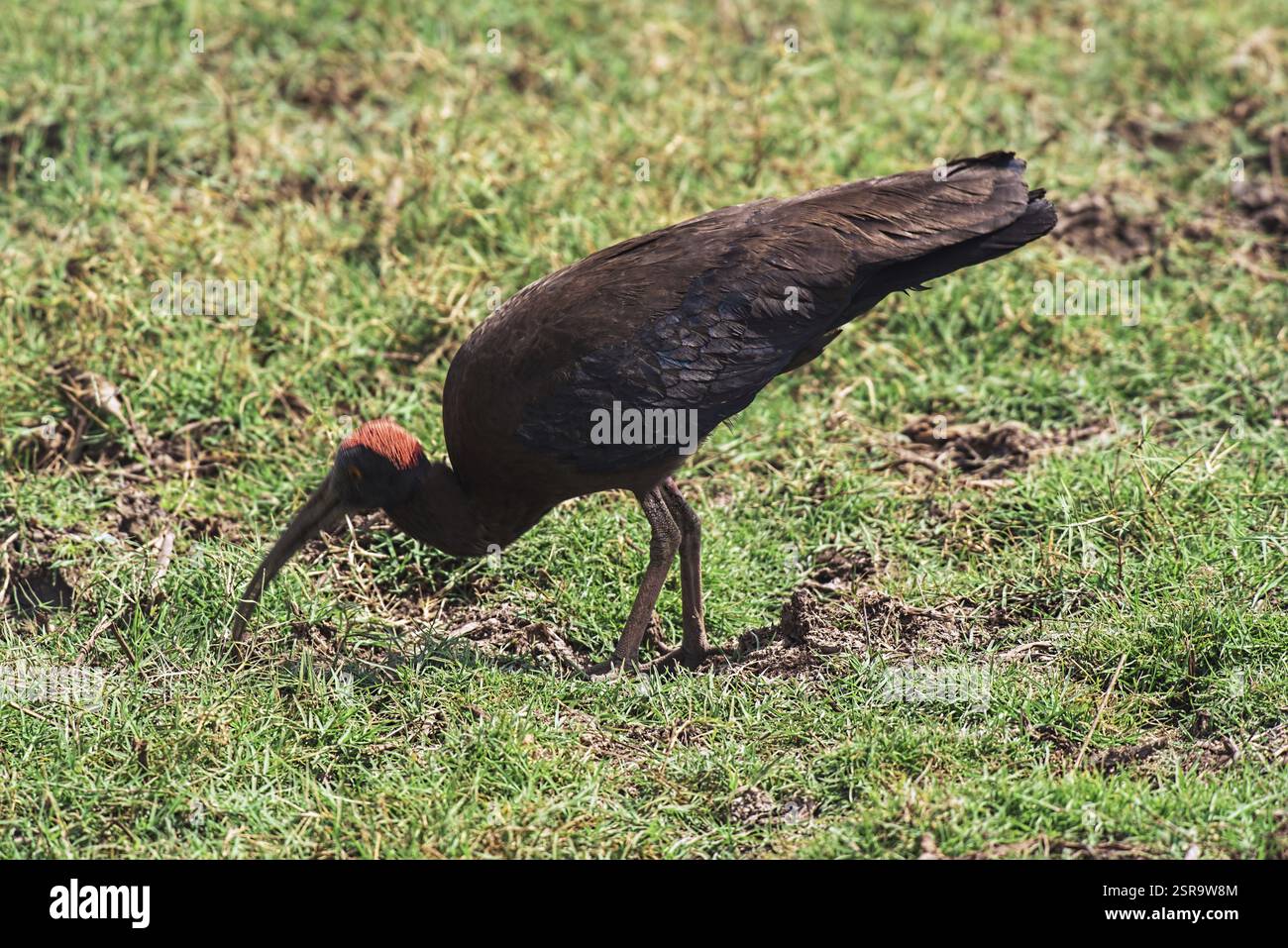 Black Ibis bird, Tadoba Wildlife Sanctuary, Maharashtra, India, Asia ...