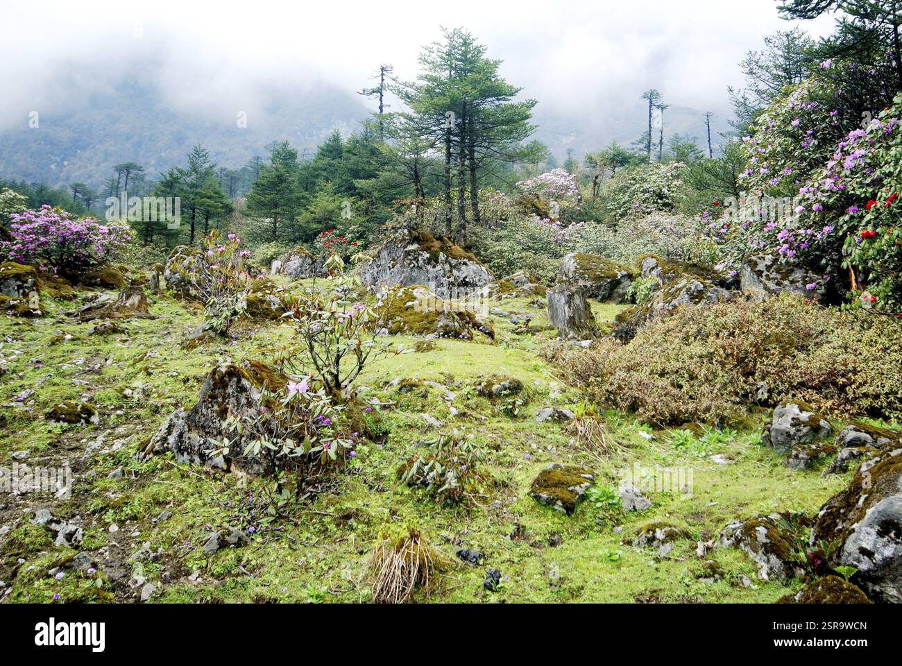 Valley of flowers, Yumthang, North Sikkim, India, Asia Stock Photo - Alamy