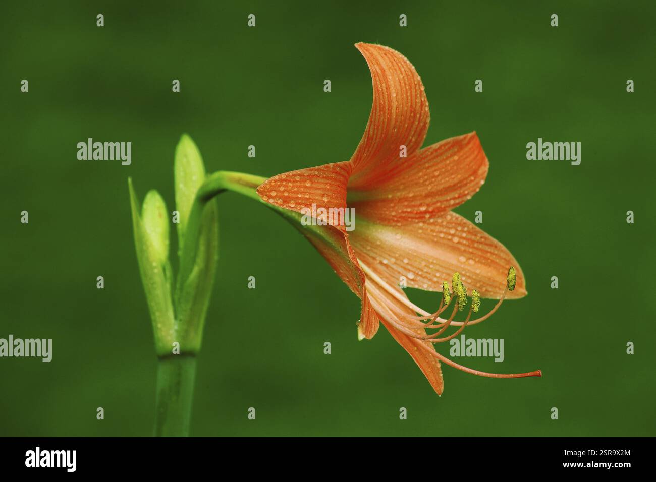 Amaryllis flower, visakhapatnam andhra pradesh, India, Asia Stock Photo ...