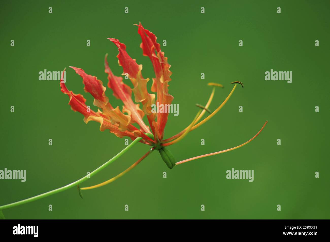 African fire lily, visakhapatna, andhra pradesh, India, Asia Stock ...