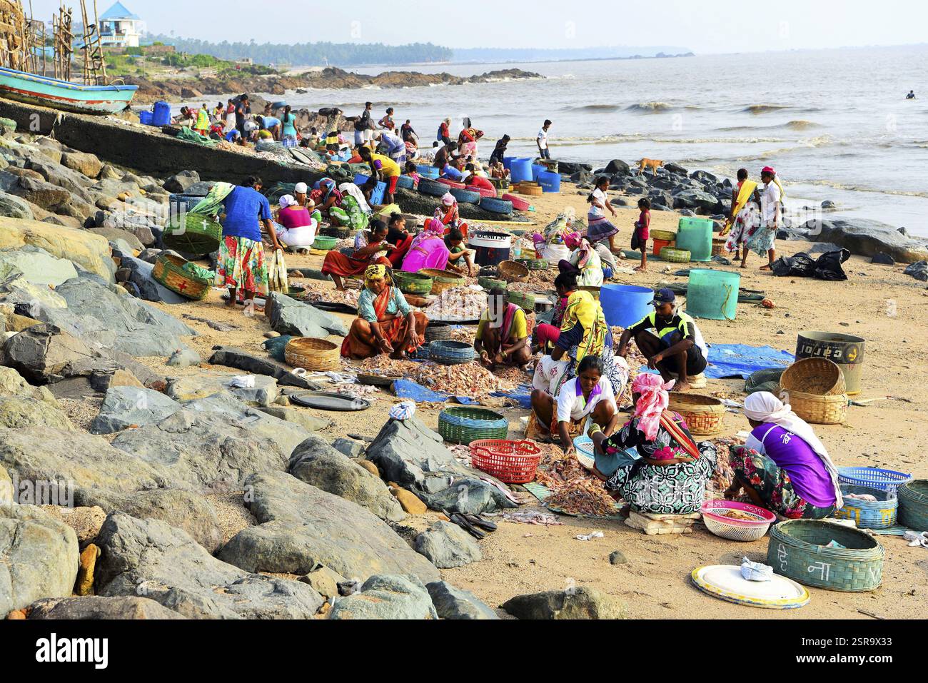 Fisher women sorting fish, Uttan Beach, Bhayander, Mumbai, Maharashtra ...