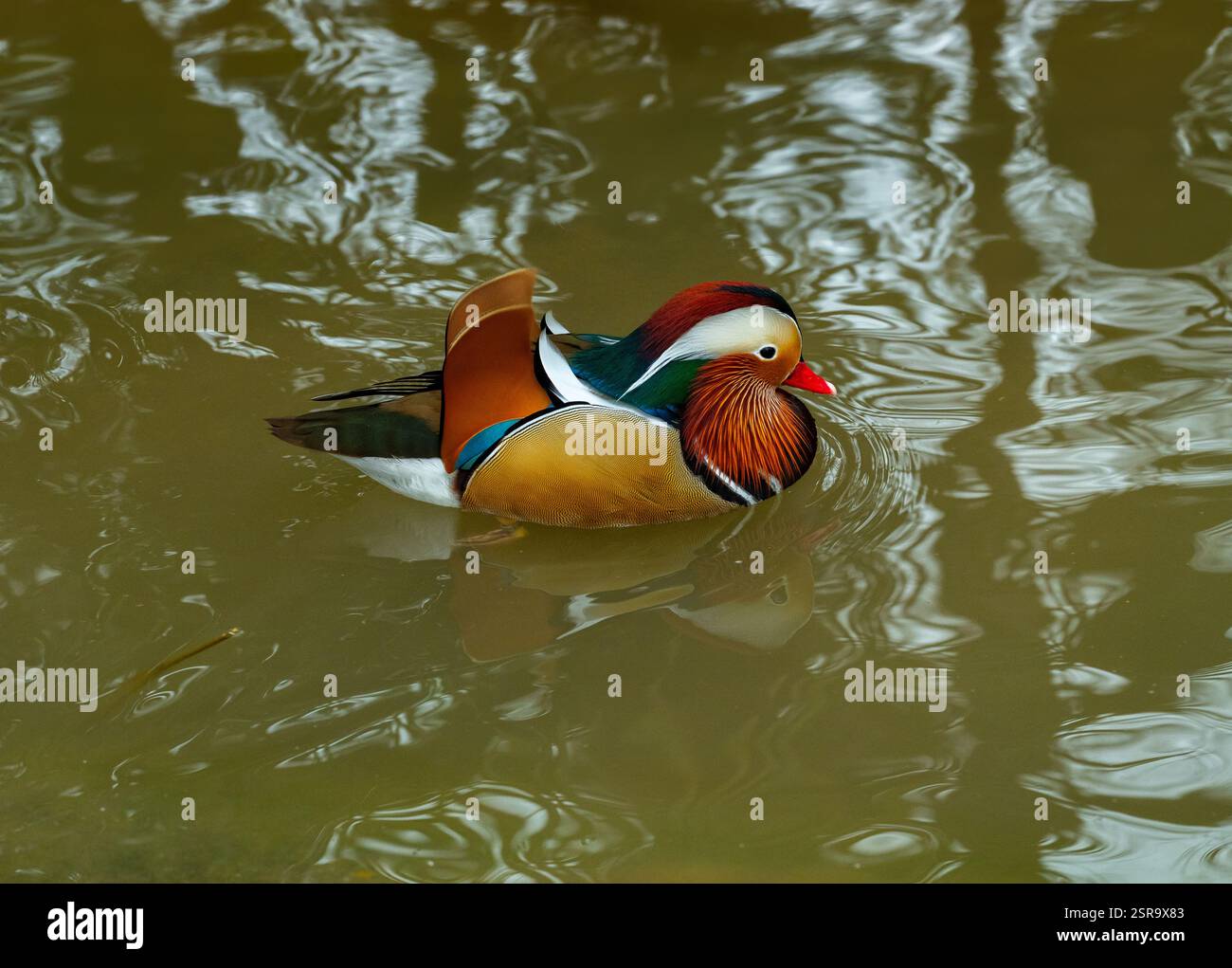 Mandarin Duck (Aix galericulata). Male swimming in the pond Stock Photo ...