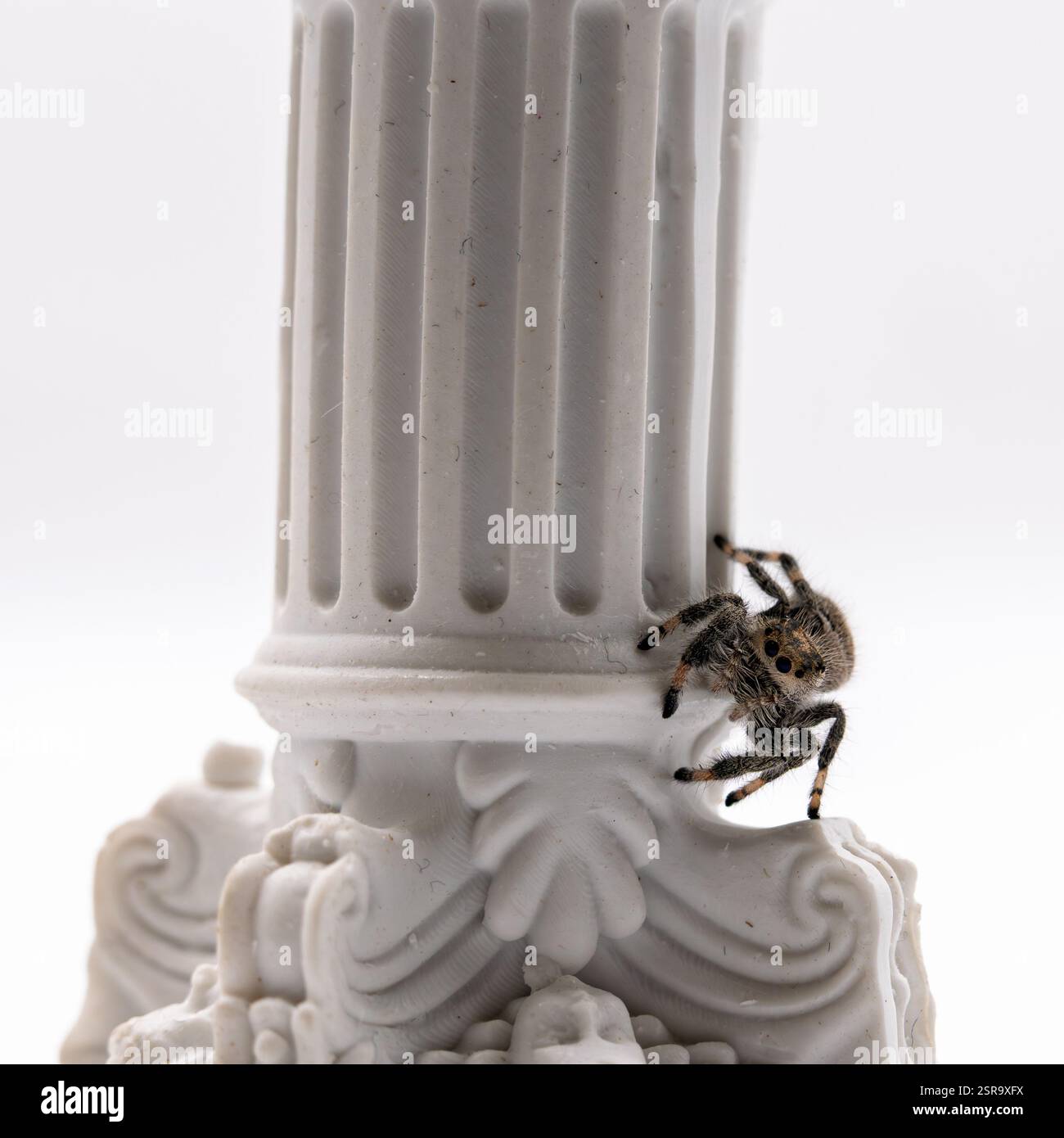 Macro shot of a Regal Jumping Spider (Phidippus regius) climbing a ...