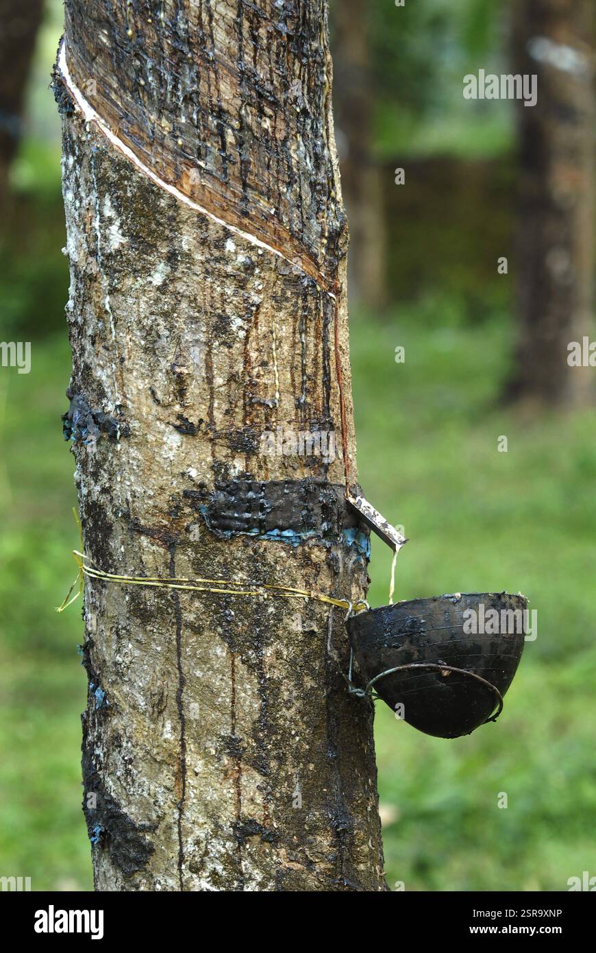 Rubber tree Agriculture bowl closeups close-ups collecting Color Colors ...