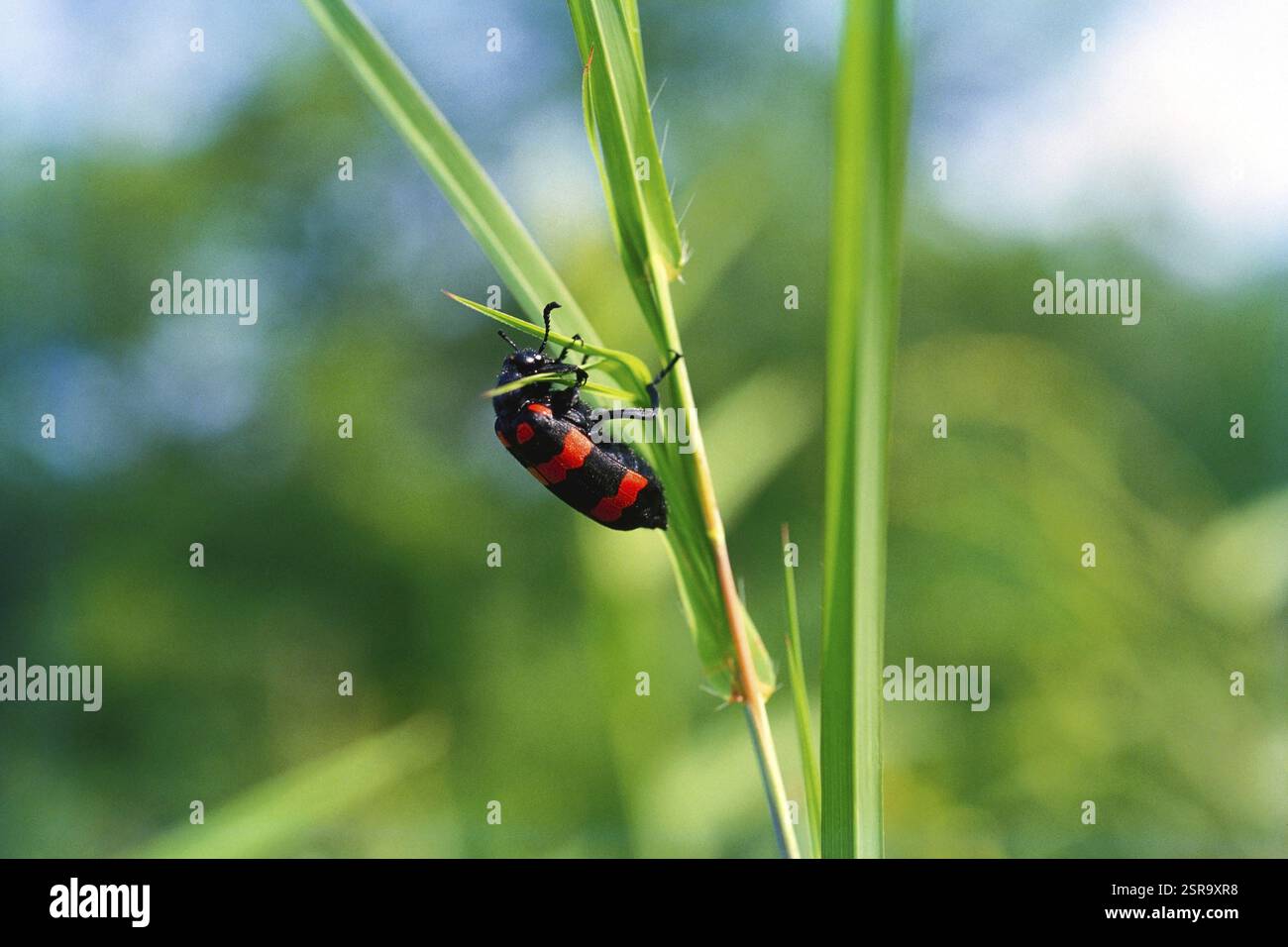 Insects, blister beetle on grass blade Stock Photo - Alamy