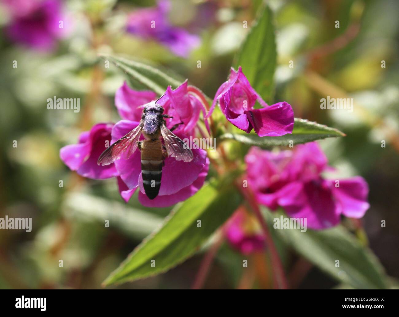 Honeybee on Jambhala terda, Kas Plateau, Satara, Maharashtra, India ...