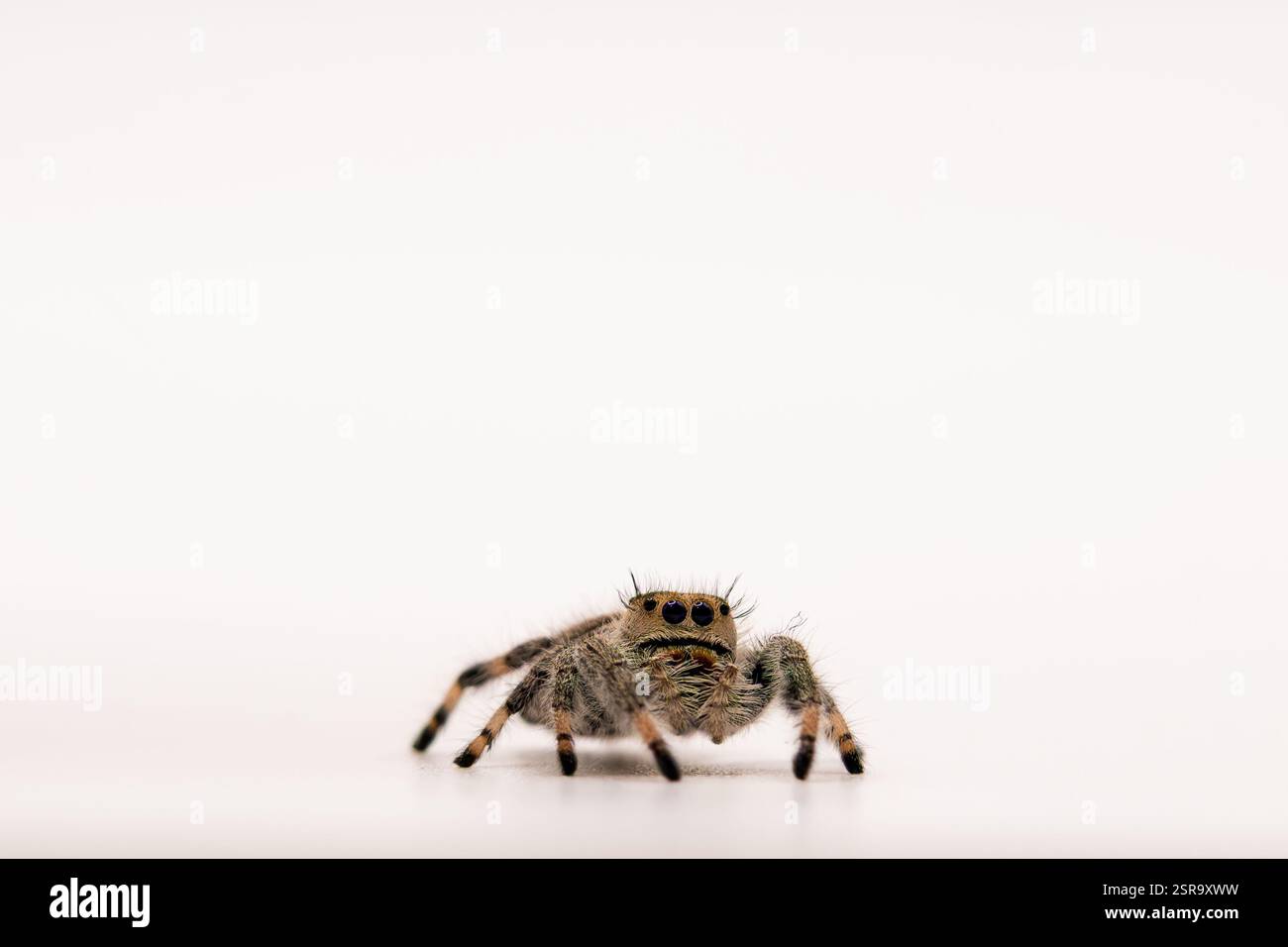 Macro shot of a Regal Jumping Spider (Phidippus regius) on a white ...