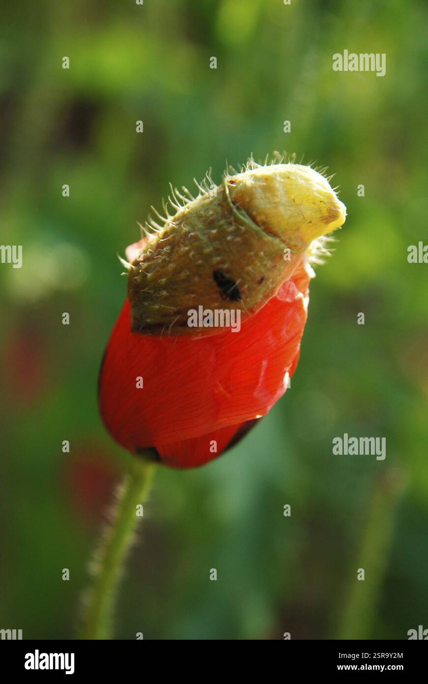 Poppy bud under process of opening, Jodhpur, Rajasthan, India, Asia ...