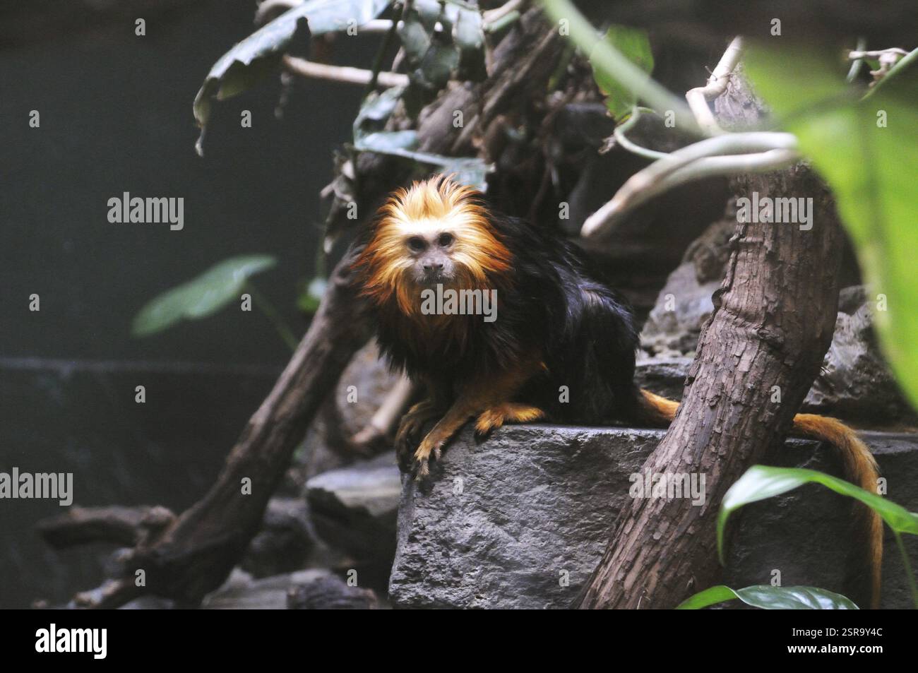 Golden headed lion tamarin in Smithsonian National Zoo, Washington D.C ...