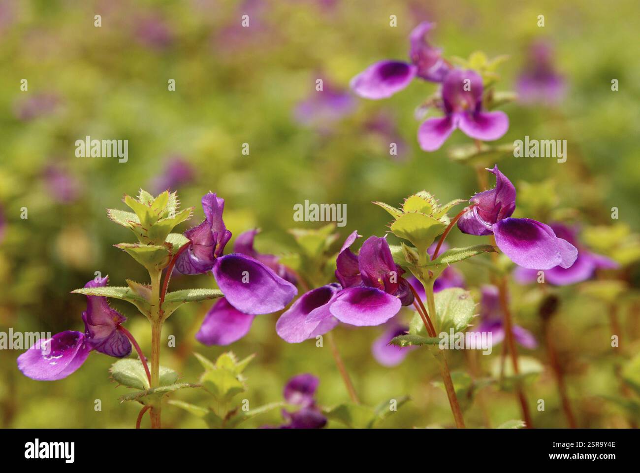 Terda flowers Common balsam Impatiens balsamina at kass near Satara ...