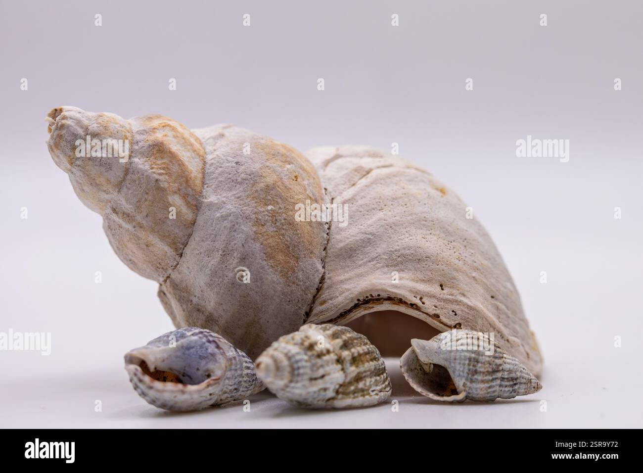 A collection of weathered seashells from Bleik Beach, North Norway ...