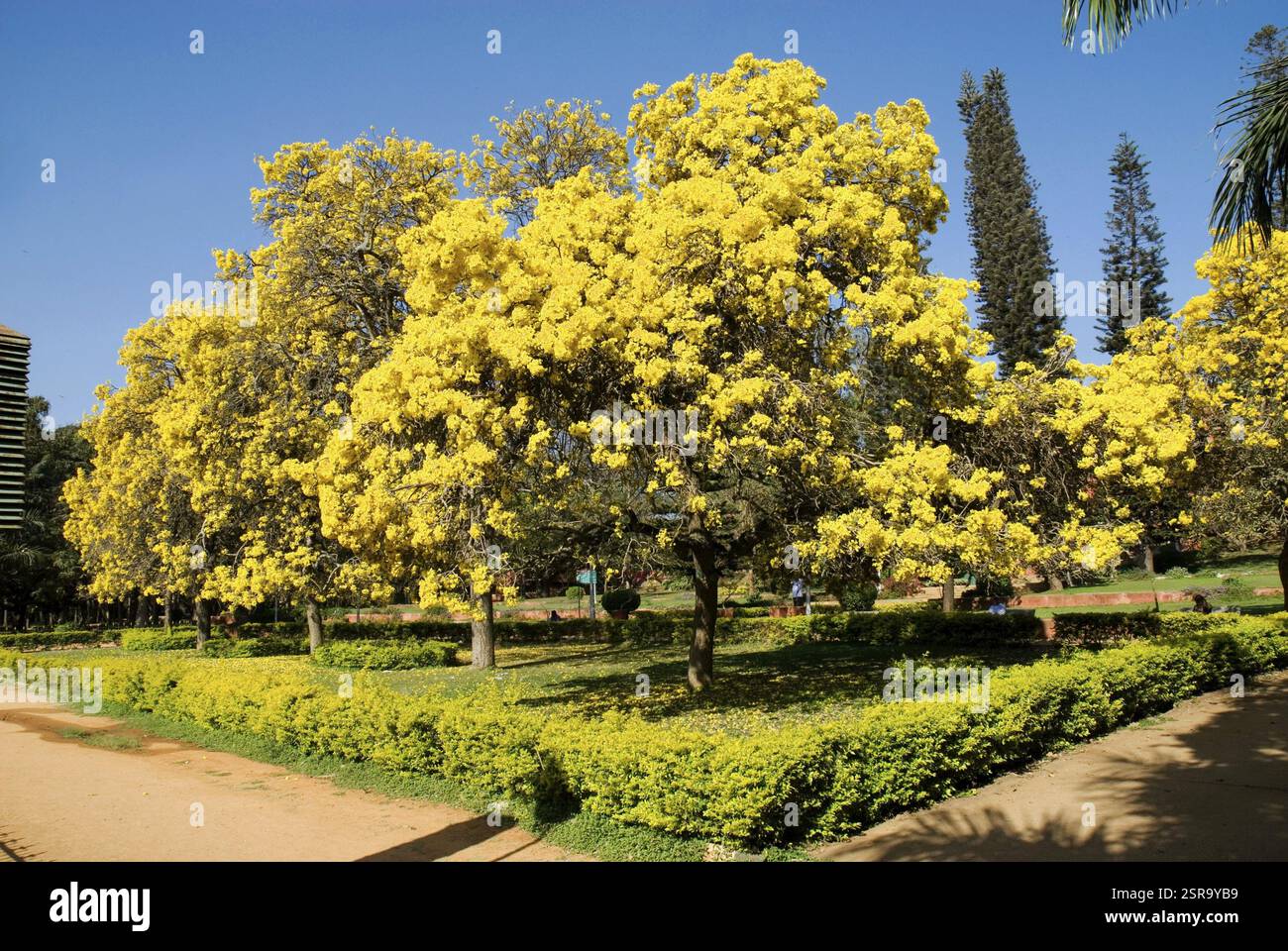 Tabebuia Argentea tree in bloom in Cubbon Park, Bangalore, Karnataka ...