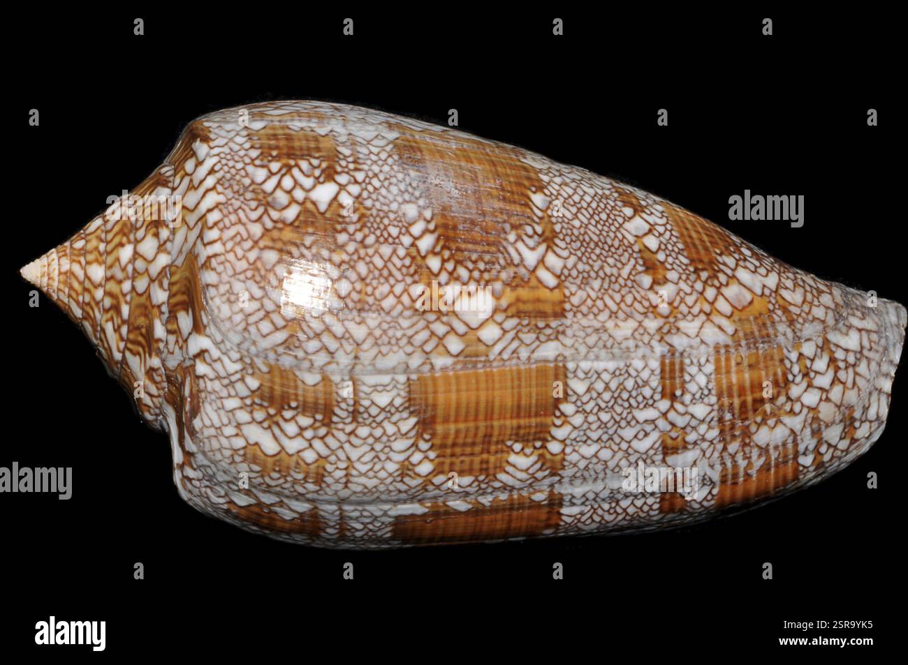 Cone shaped shell hi-res stock photography and images - Alamy