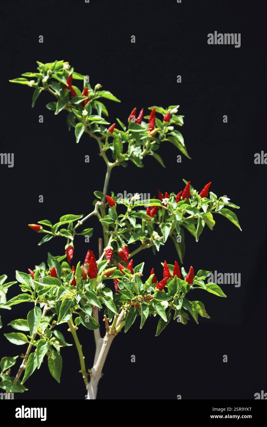 Plant of little red chilli, Jodhpur, Rajasthan, India, Asia Stock Photo ...