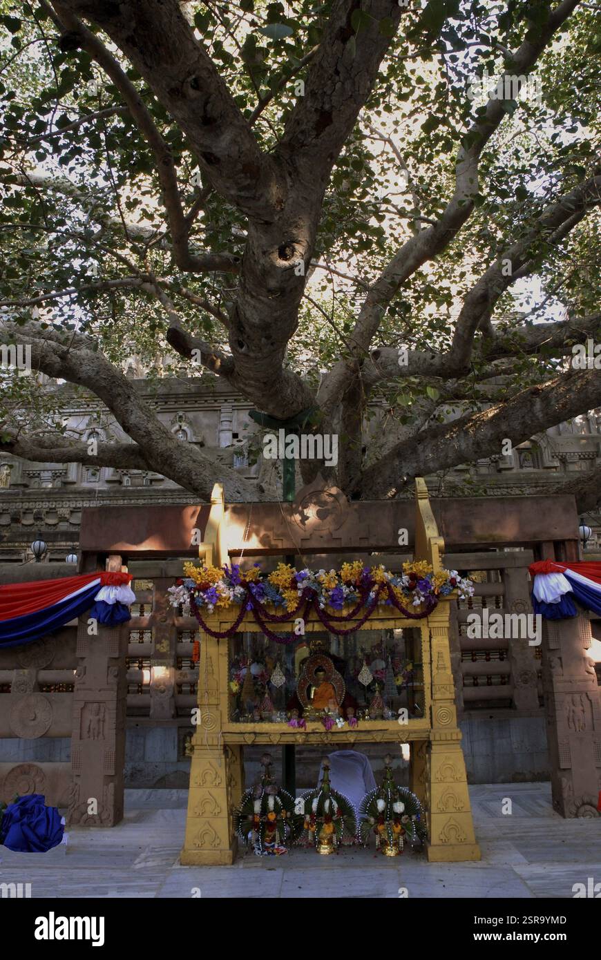 Bodhi or Pipal ficus religiosa tree signifies of Buddha at Mahabodhi ...