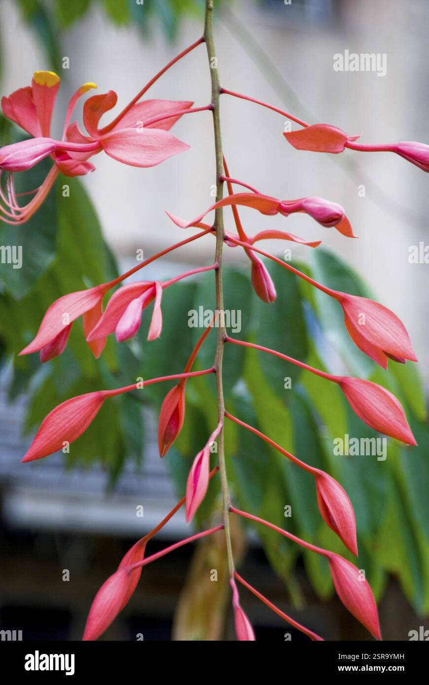 Flowering tree amherstia nobilis wall ratanjot pride of Burma orchid ...