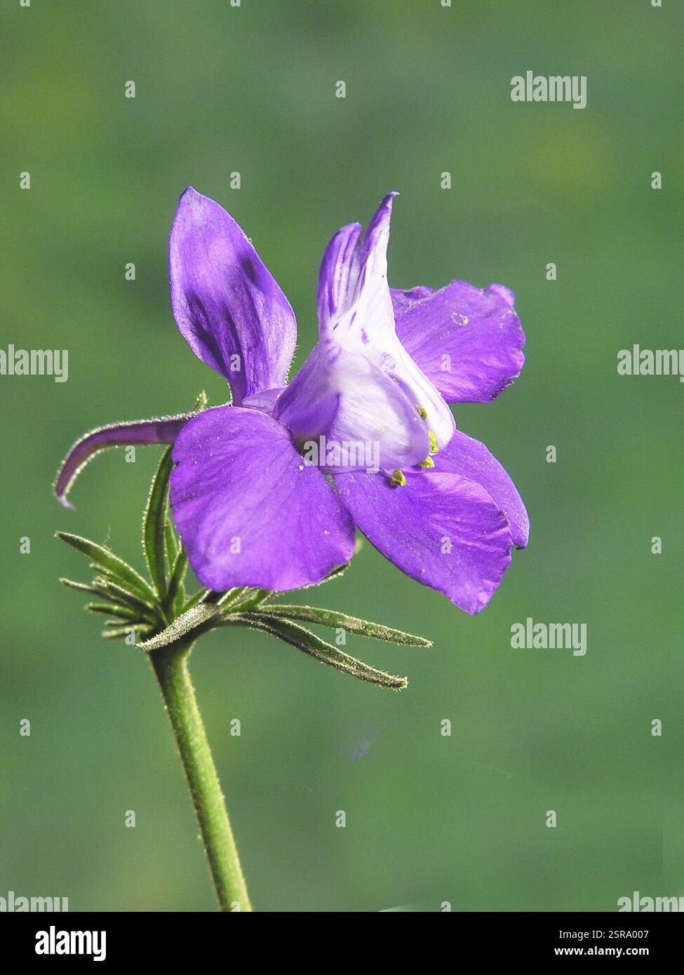 Purple larks spur flower in green background, Jodhpur, Rajasthan, India ...