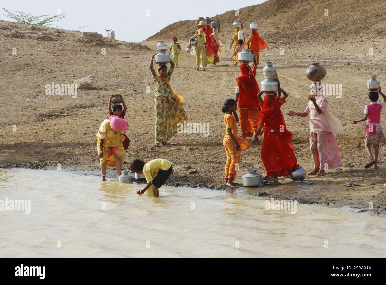 Rural women carrying water from a pond, Jaisalmer, Rajasthan, India, Asia Stock Photo - Alamy