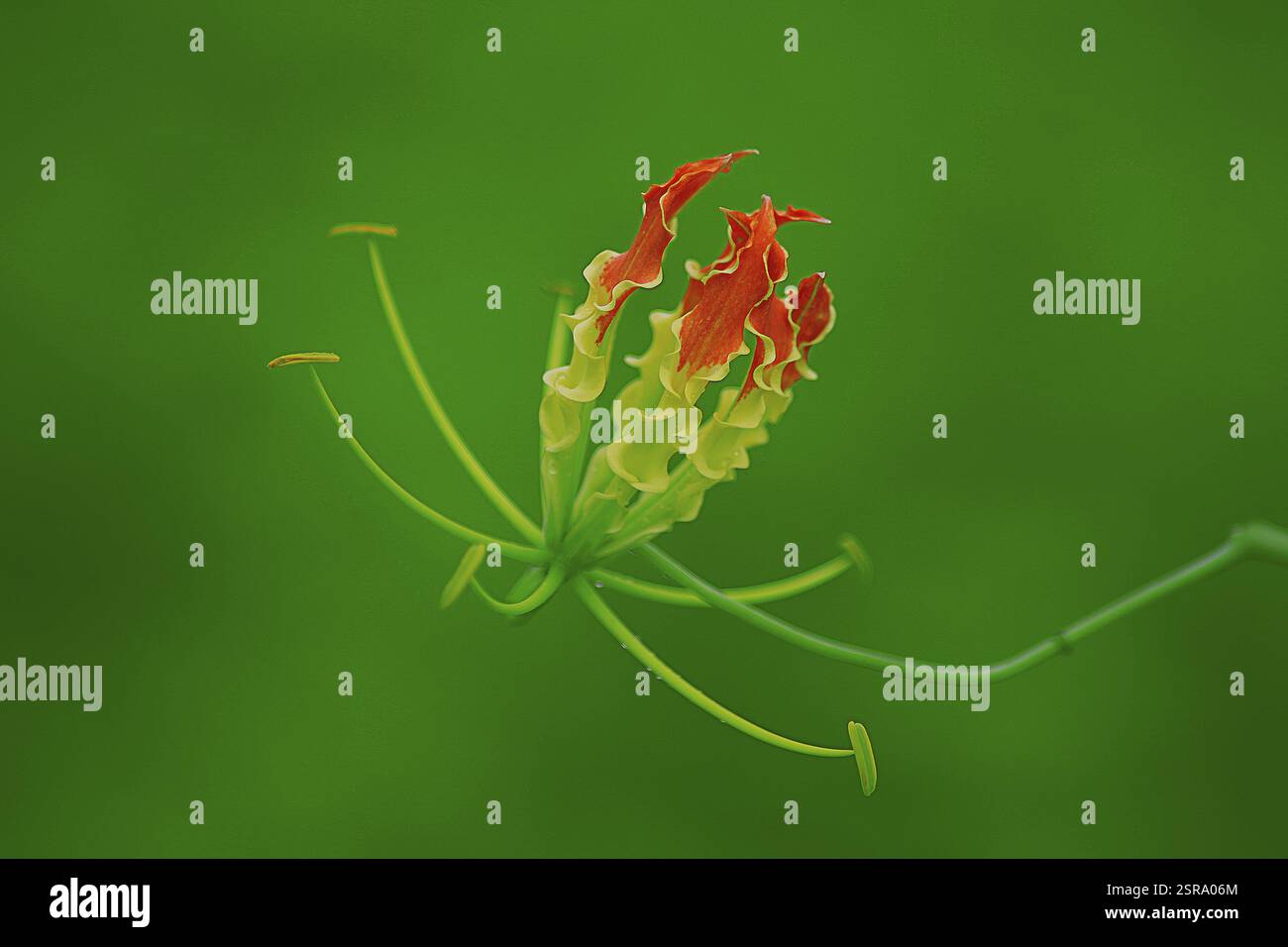 African fire lily, visakhapatna, andhra pradesh, India, Asia Stock ...