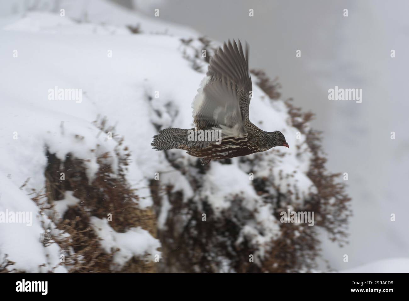 Snow Partridge bird flying, Uttarakhand, India, Asia Stock Photo - Alamy