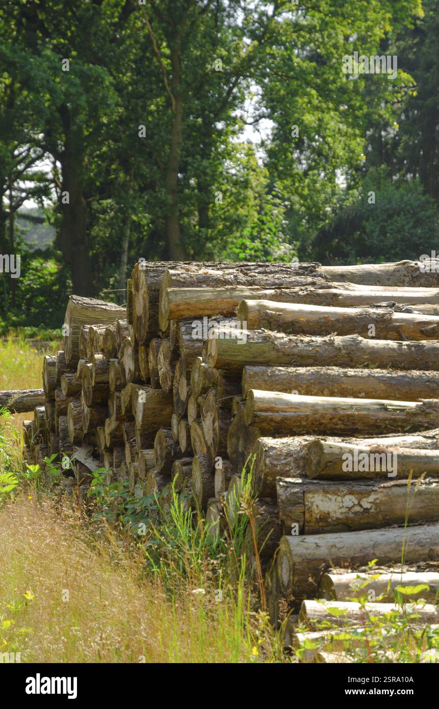 Saw round timber Stock Photo - Alamy