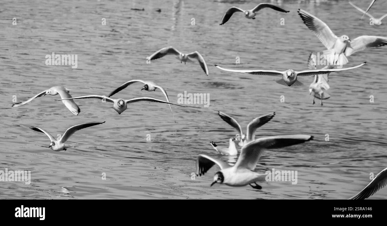 Seagulls with spread wings in flight. An agitated flock of birds Stock ...
