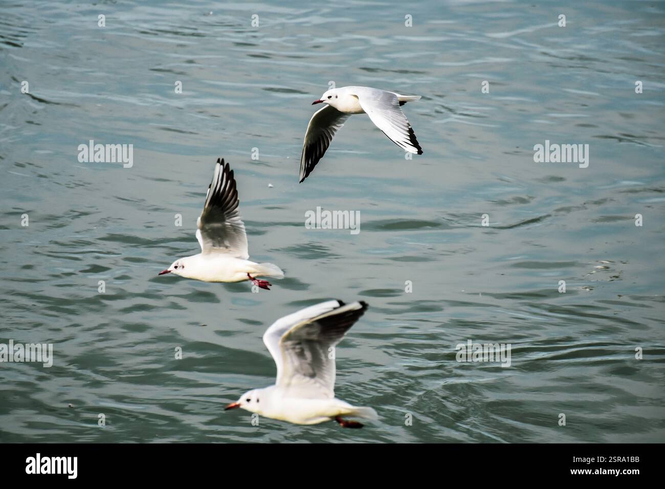 Seagulls with spread wings in flight. Three different wing positions ...