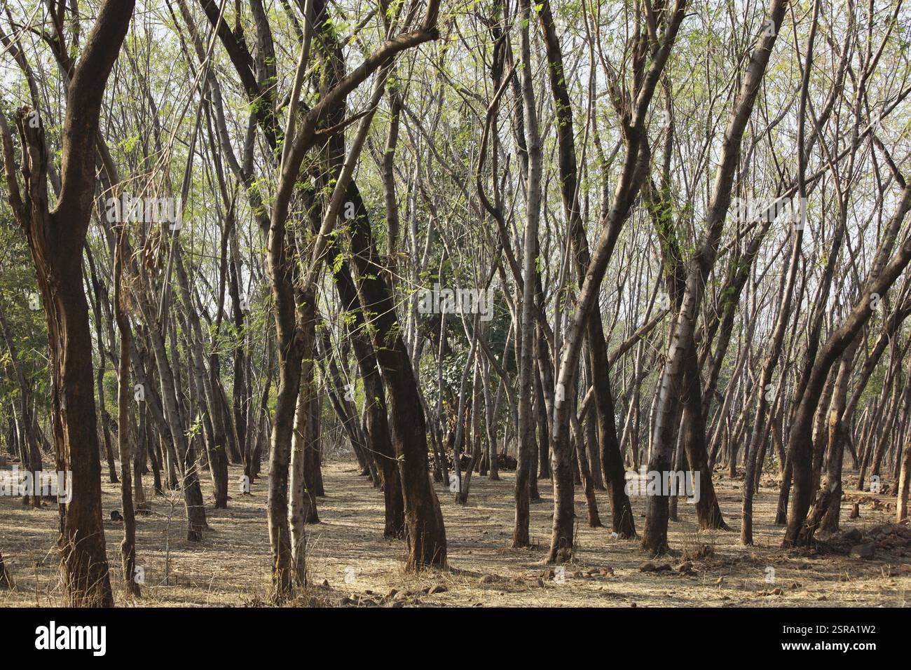 Trees in rows, India, Asia Stock Photo - Alamy