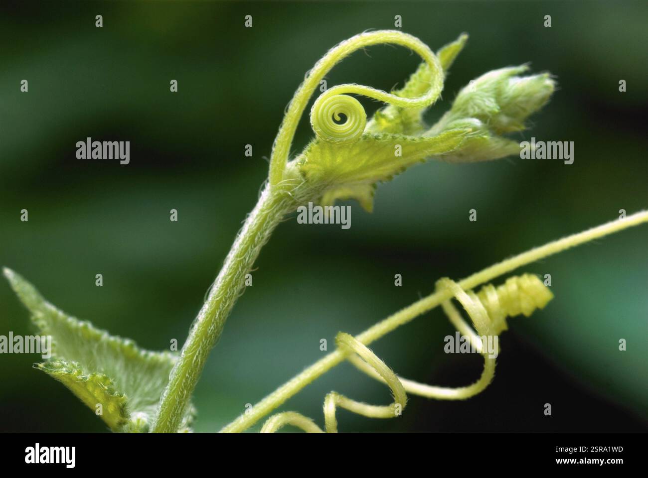 Twists and shapes of tendrils of Climber plant Trivandrum Kerala India ...
