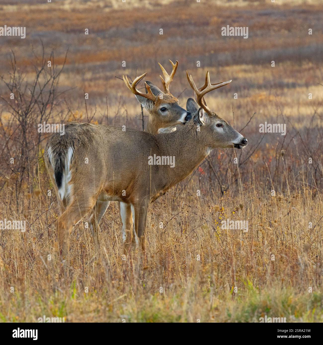 Two White-tailed buck (Odocoileus virginianus) bucks grooming each ...