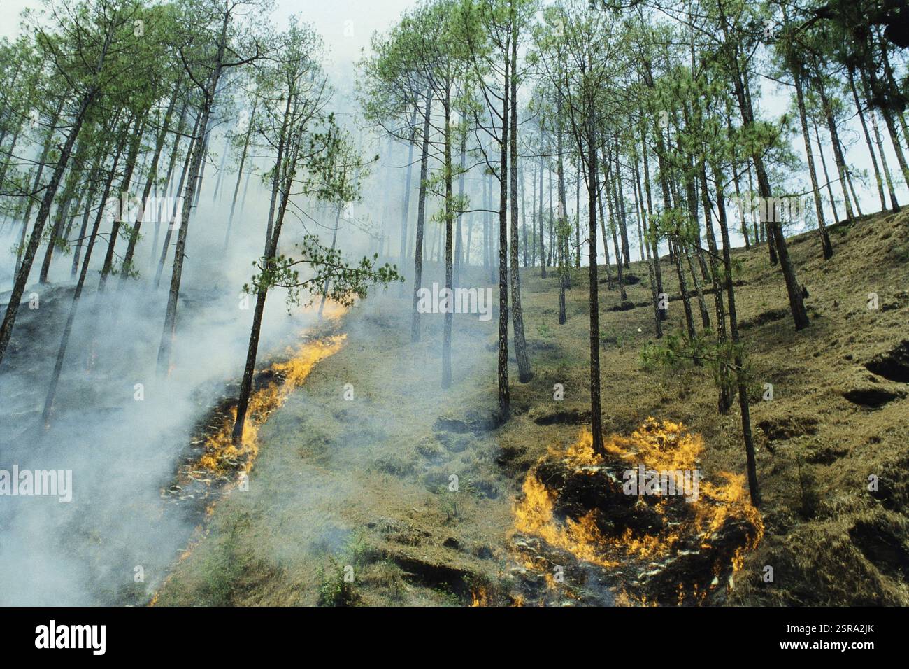 Trees burning in forest fire, Almora, Uttar Pradesh, India, Asia Stock ...