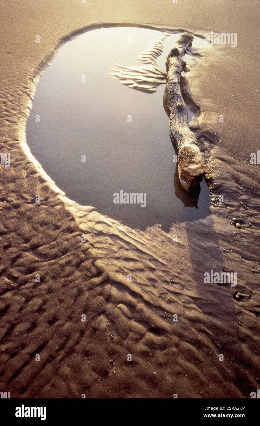 Wet Sand And Tree Trunk, Tithal, Gujarat India Asia Stock Photo - Alamy