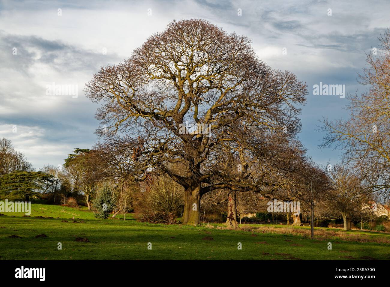 A majestic old tree in the grounds of Cusworth Hall, Doncaster, South ...