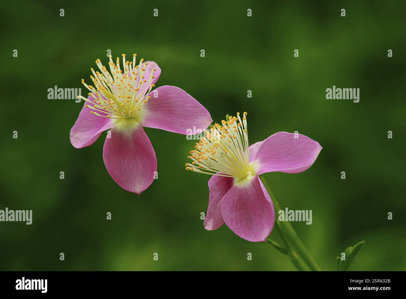 Pink flowers, araku, andhra pradesh, India, Asia Stock Photo - Alamy