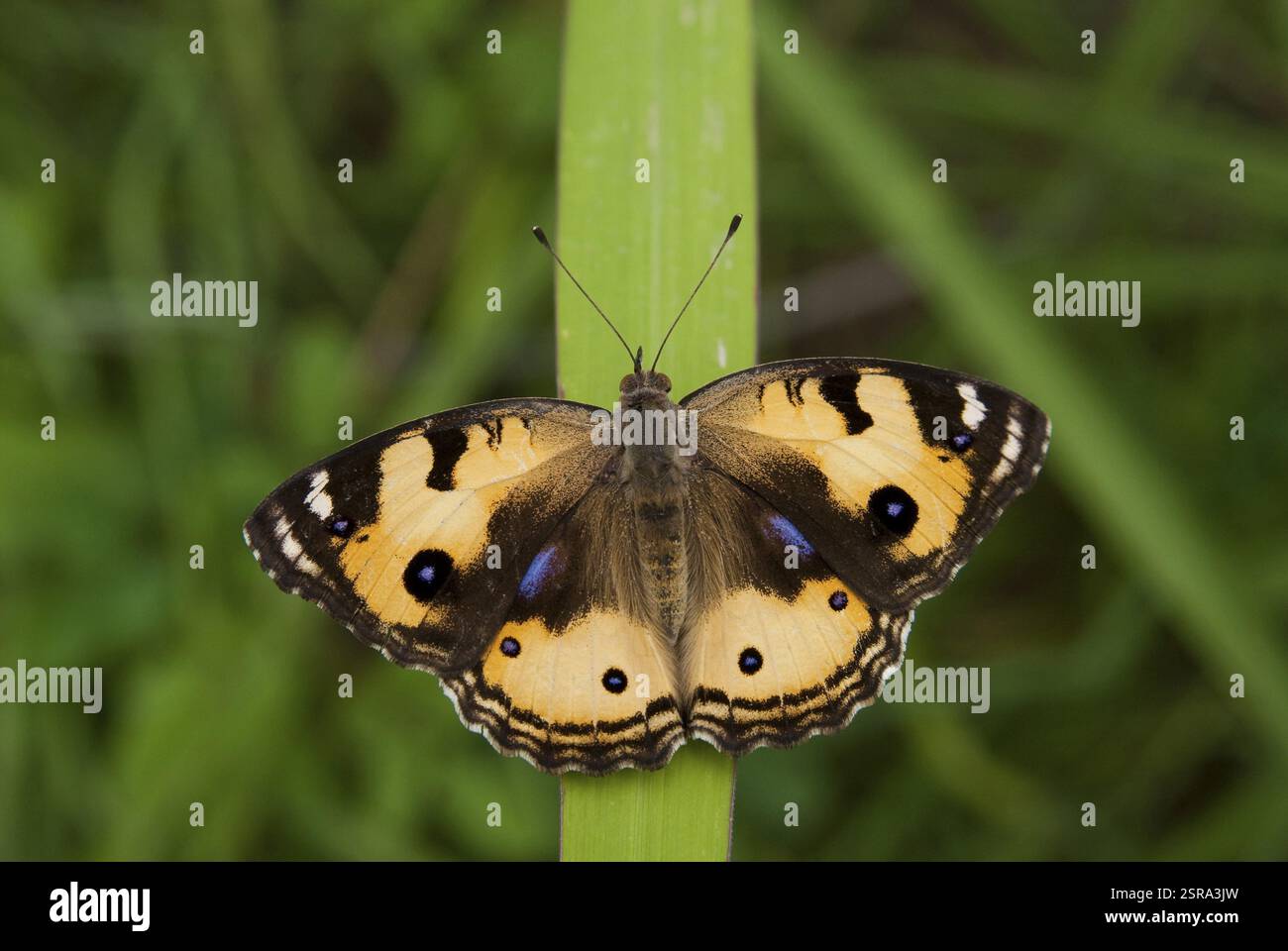 Hanging bridge on tunga river in Hariharapura shimoga Karnataka India ...
