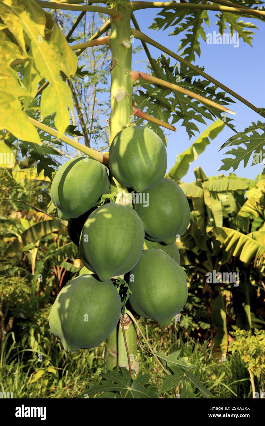 Papaya tree at nemawar Madhya Pradesh India Stock Photo - Alamy