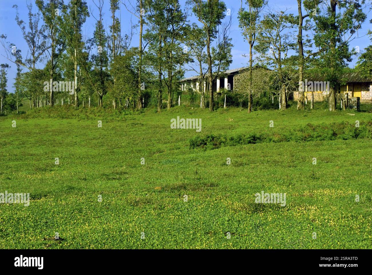 Green meadows and trees, Vagamon, Idukki district, Kerala, India, Asia ...