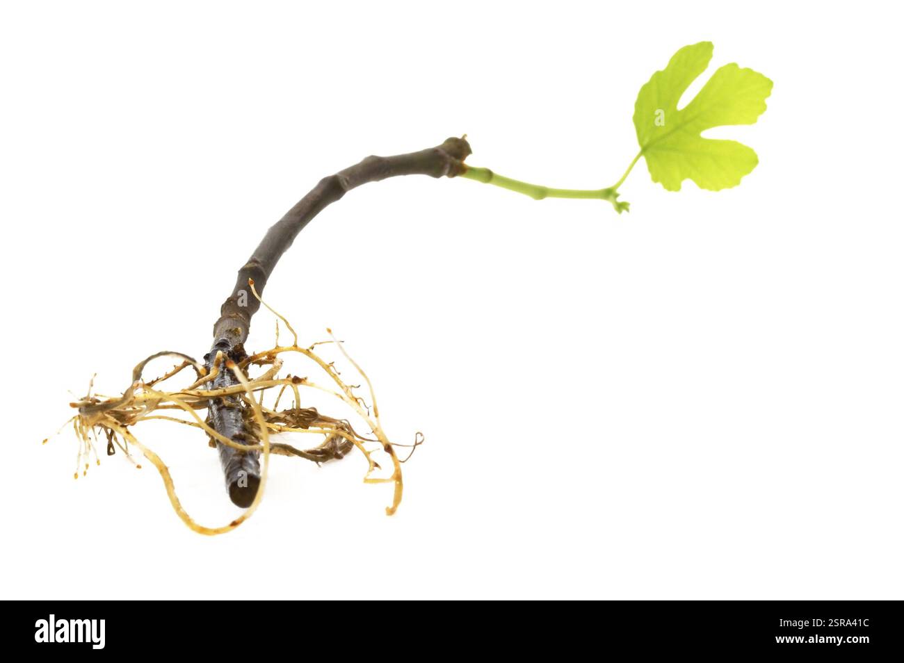 Baby plant with root system. fig Stock Photo - Alamy