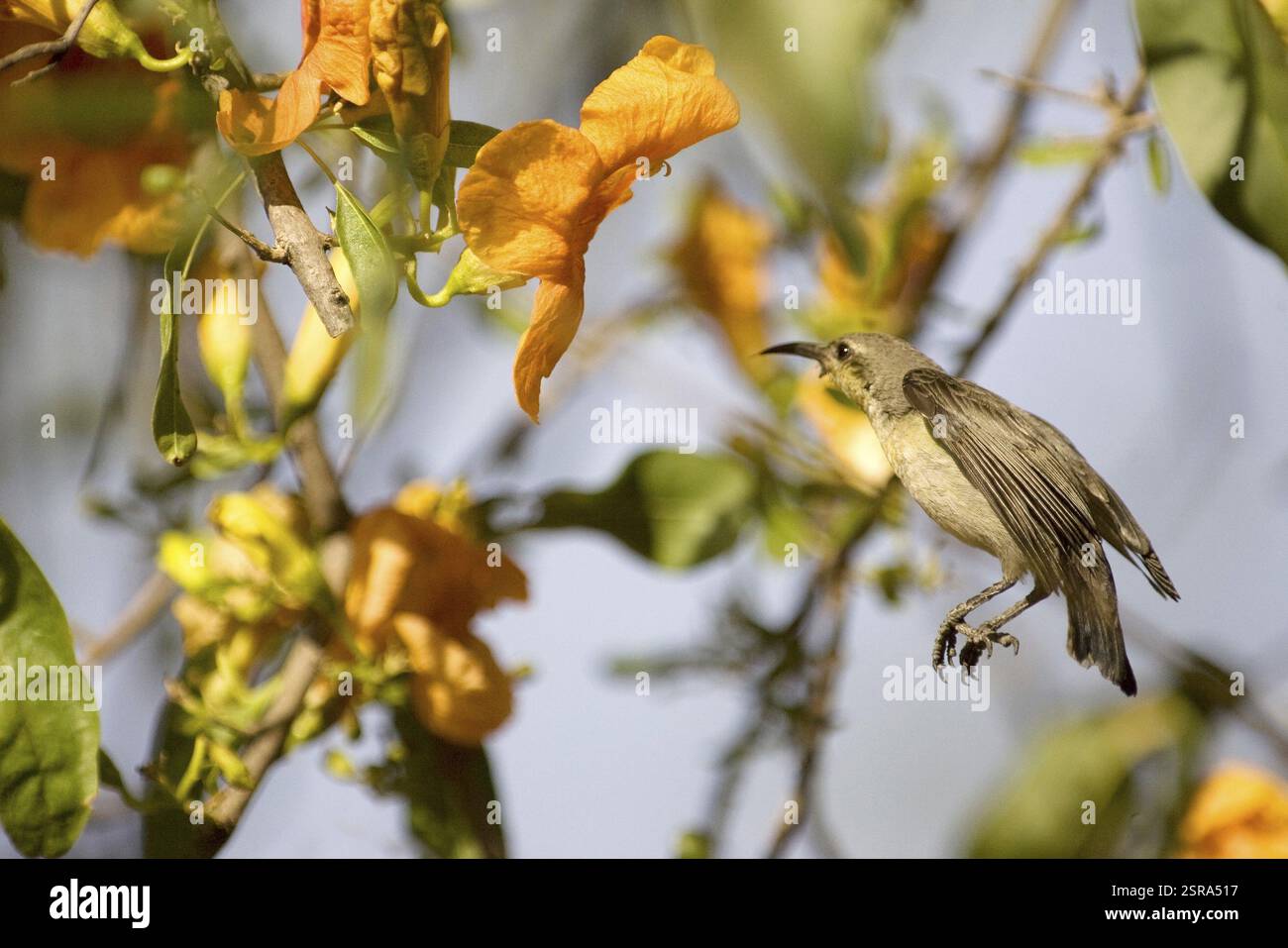 Sunbird flight hi-res stock photography and images - Alamy