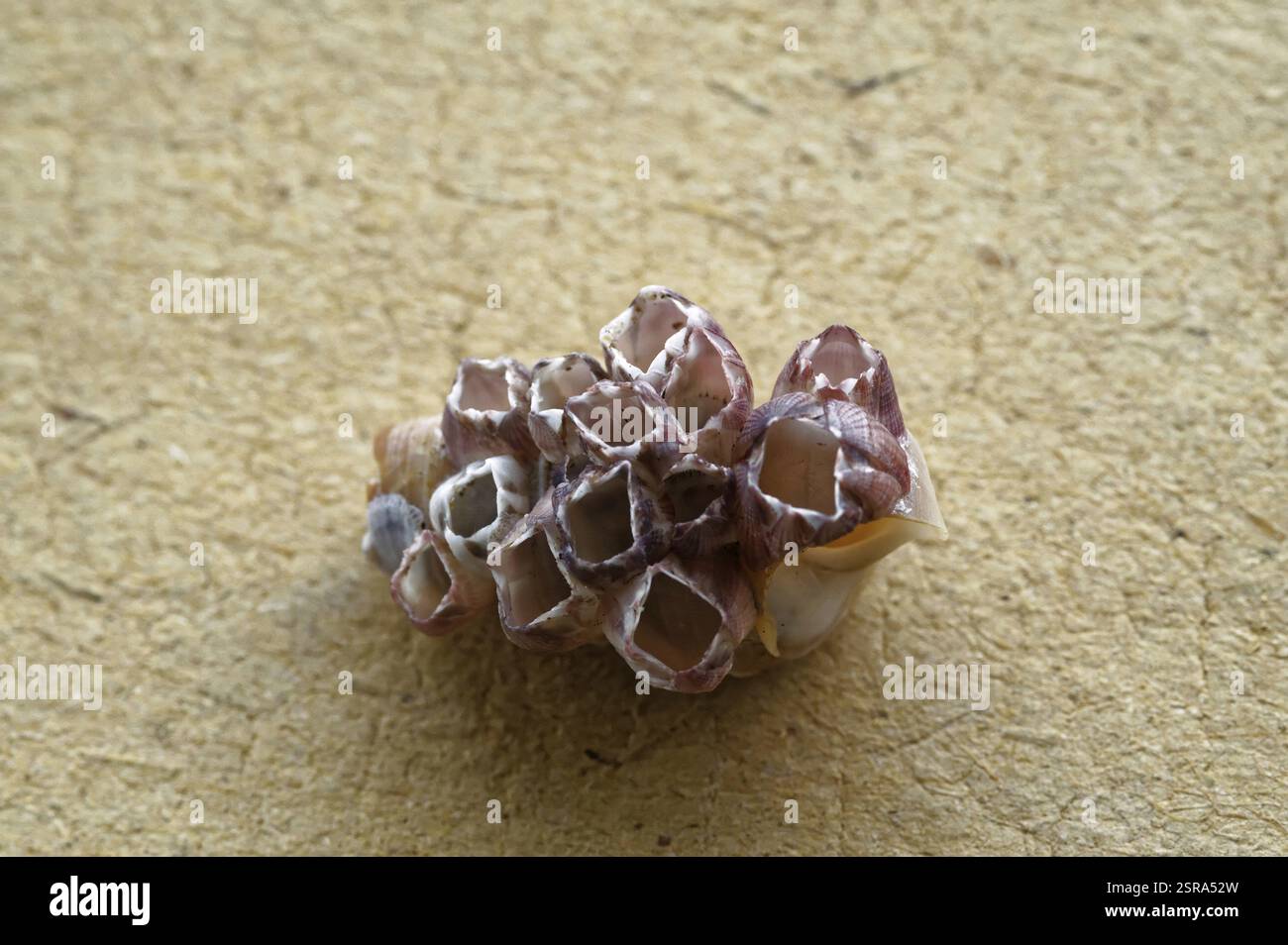Conch shell from devbagh beach, sindhudurg, Maharashtra, India, Asia ...