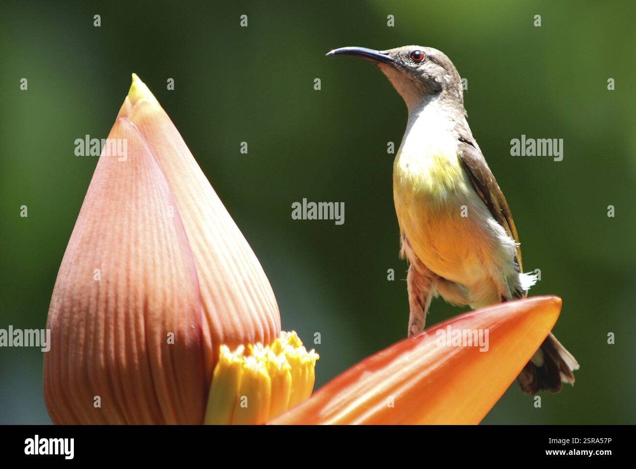 Birds, purple rumped sunbird female nectarinia zeylonica collecting nectar, Howrah, West Bengal ...