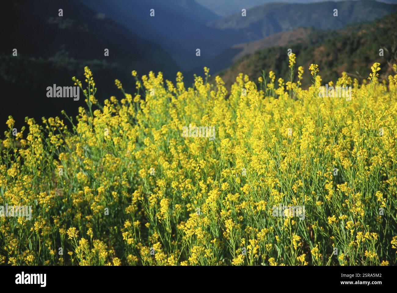 Mustard flower in field, Dehra Dun, Uttaranchal, India, Asia Stock ...