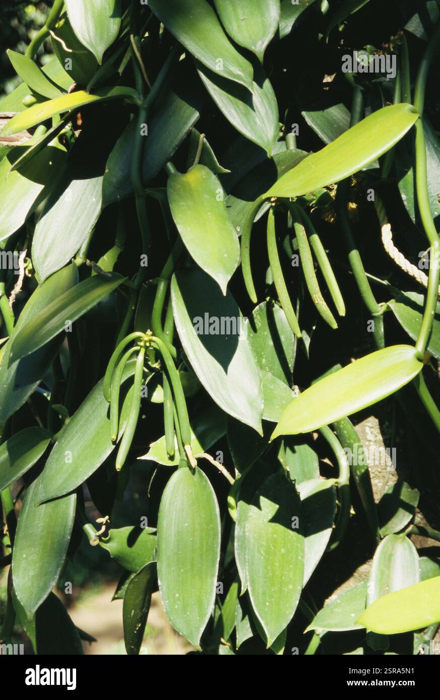 Indian spices, vanilla plants, India, Asia Stock Photo - Alamy