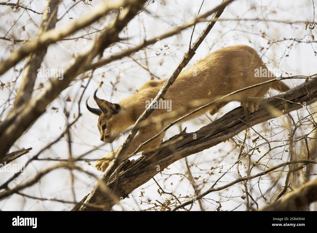 Caracal caracal schmitzi persian lynx on tree, Ranthambore tiger ...