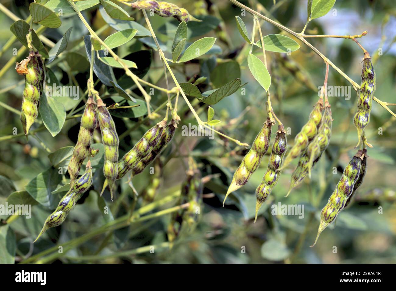 Pulses red gram pigeon pea congo pea cajanus cajan cajanus indicus pea ...