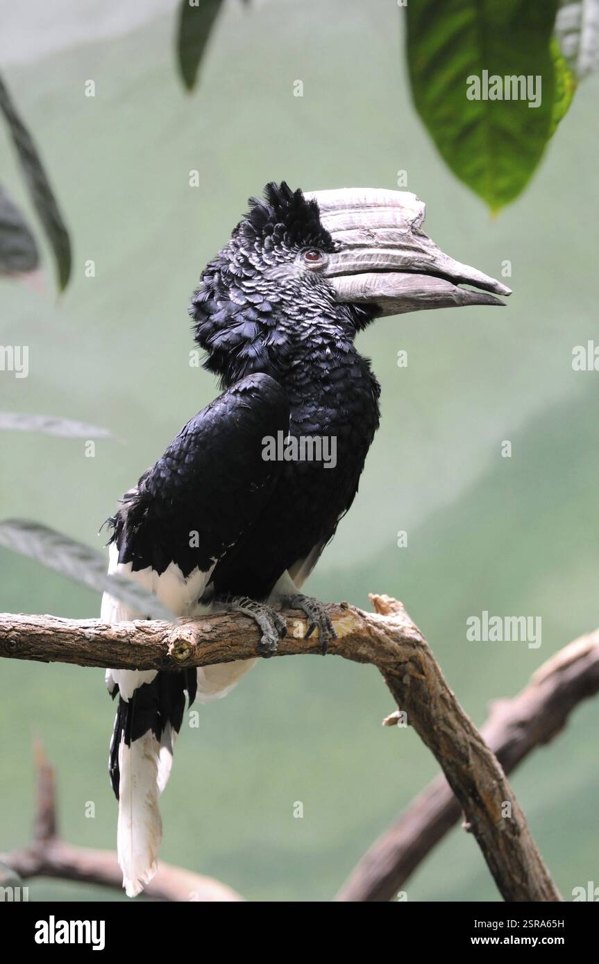 Birds, Black and white casqued hornbill in Bronx zoo, New York, USA ...